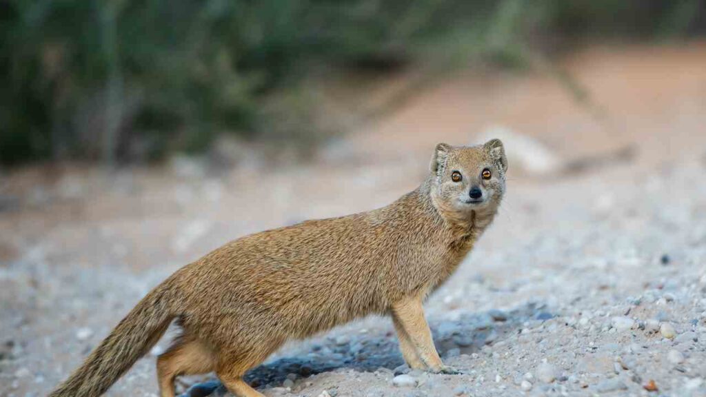 Sapne Me Nevla Dekhna | सपने में नेवला देखना शुभ है या अशुभ - Sapnameaning